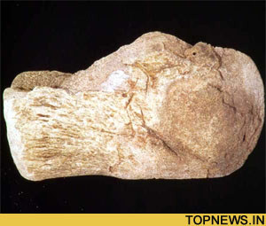 Bone fragment may confirm human presence in Treasure Coast 13,000 yrs ...