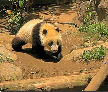 Rare brown panda cub discovered in China | TopNews