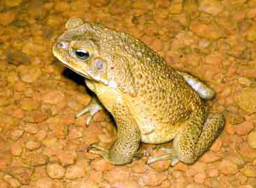 Cane toads wouldn’t be able to survive in Southern Australia due to ...