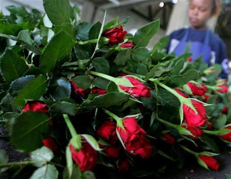 Indian growers help Ethiopia become world's fourth largest flower ...